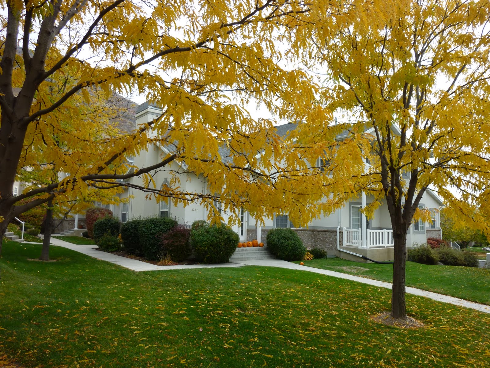 A Place to Share: Fall color shots while walking in Provo