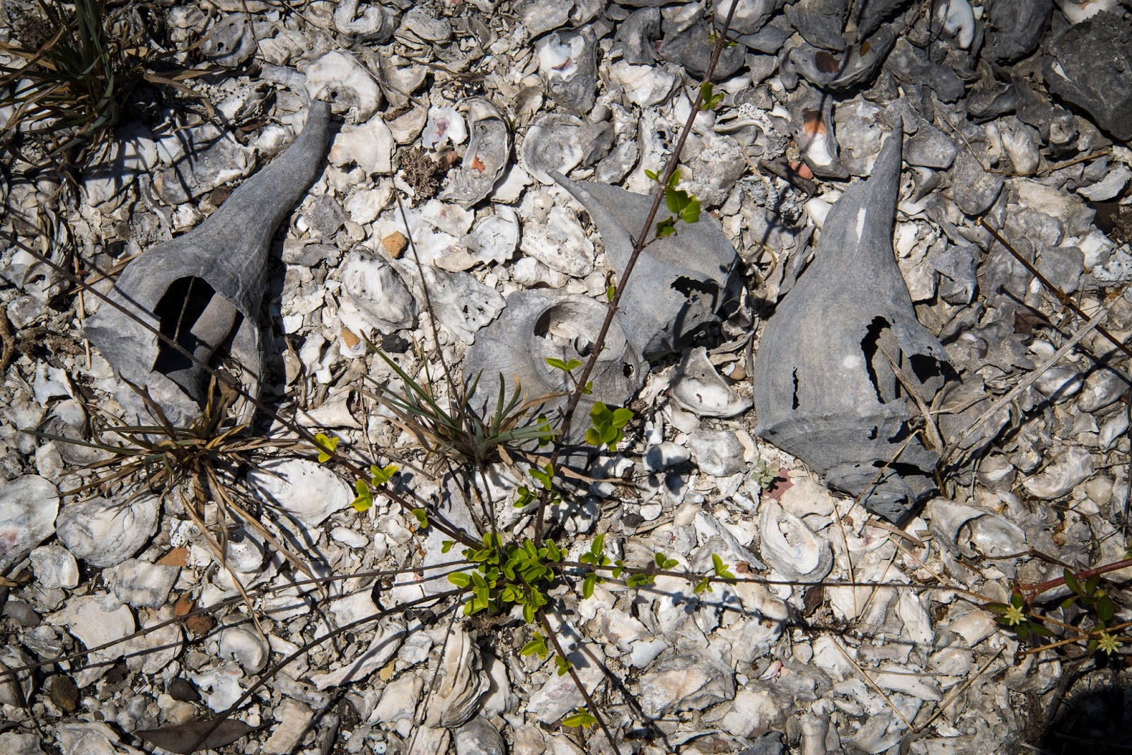 Florida Gunkholer: Dismal Key: One Very Different Island Among Ten Thousand