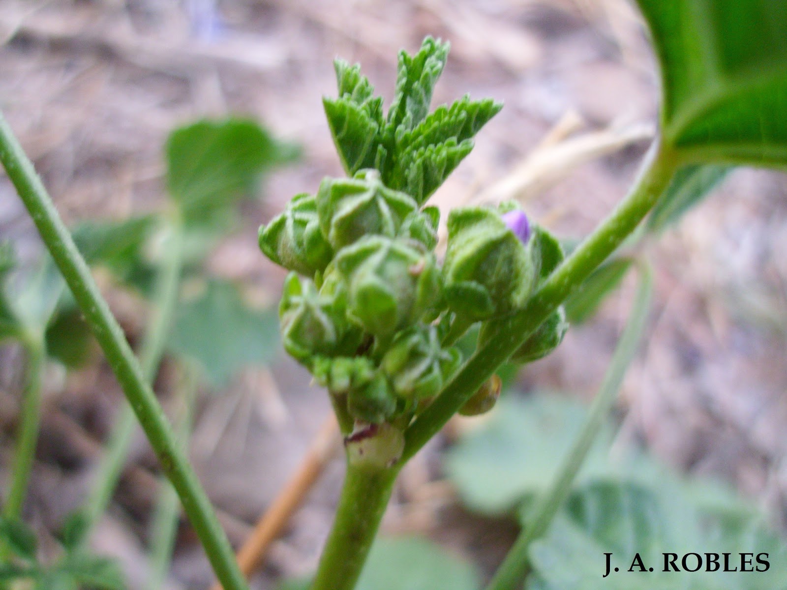 Silencio verde, la vida...: Malva sylvestris (malva común, malva ...