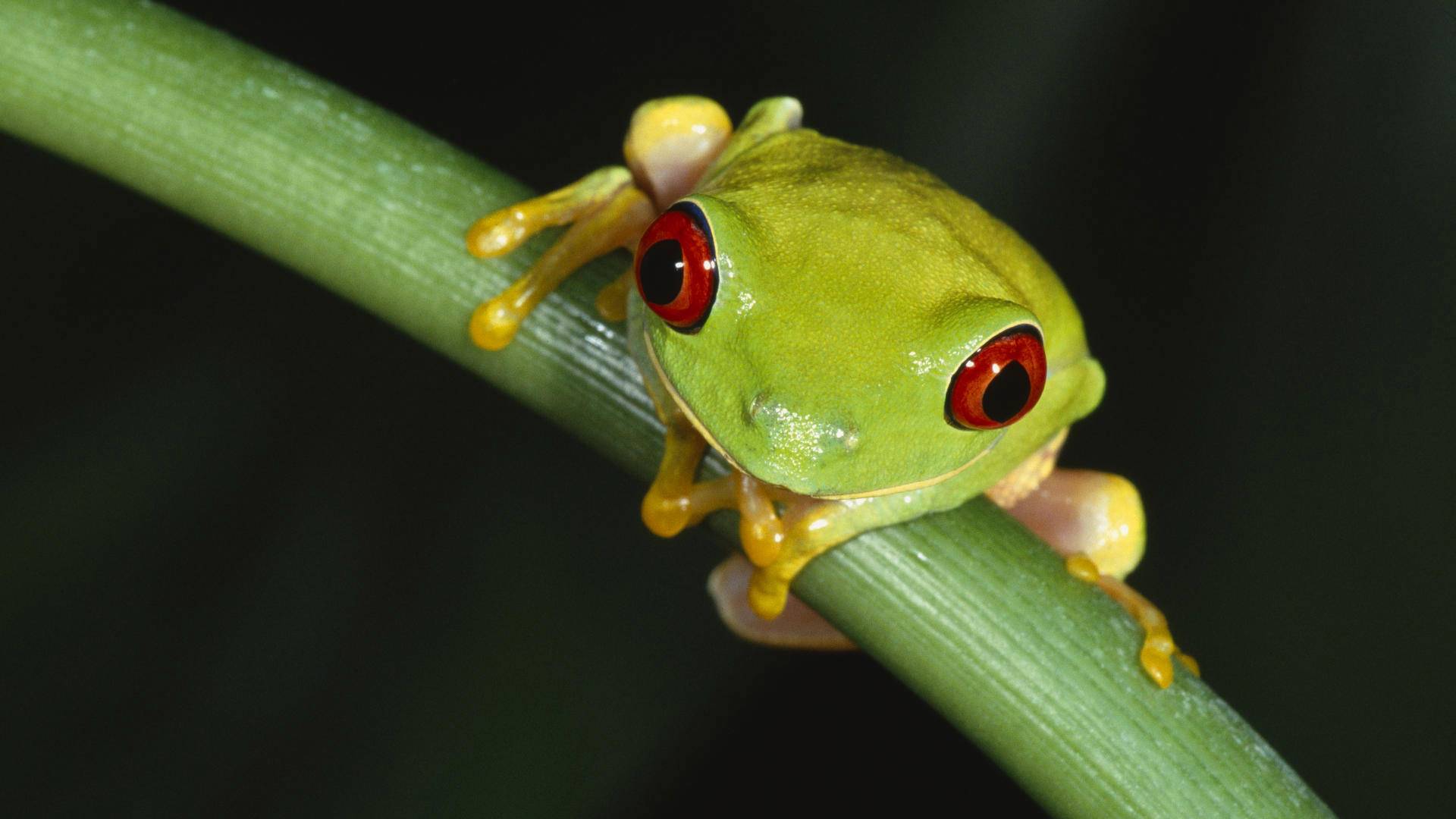 Frog HD Wallpapers