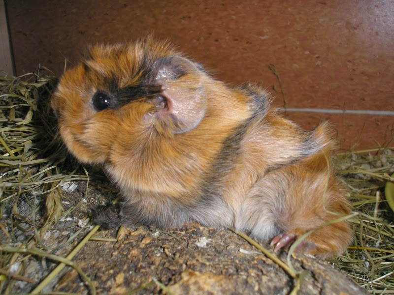 Mirjas Marsvin: Roan/dalmatin