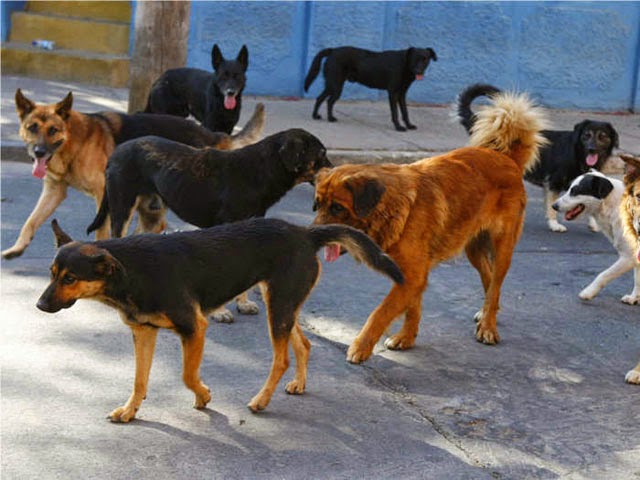 Etología y Bienestar Animal Udec 2014: Reproducción en Perros