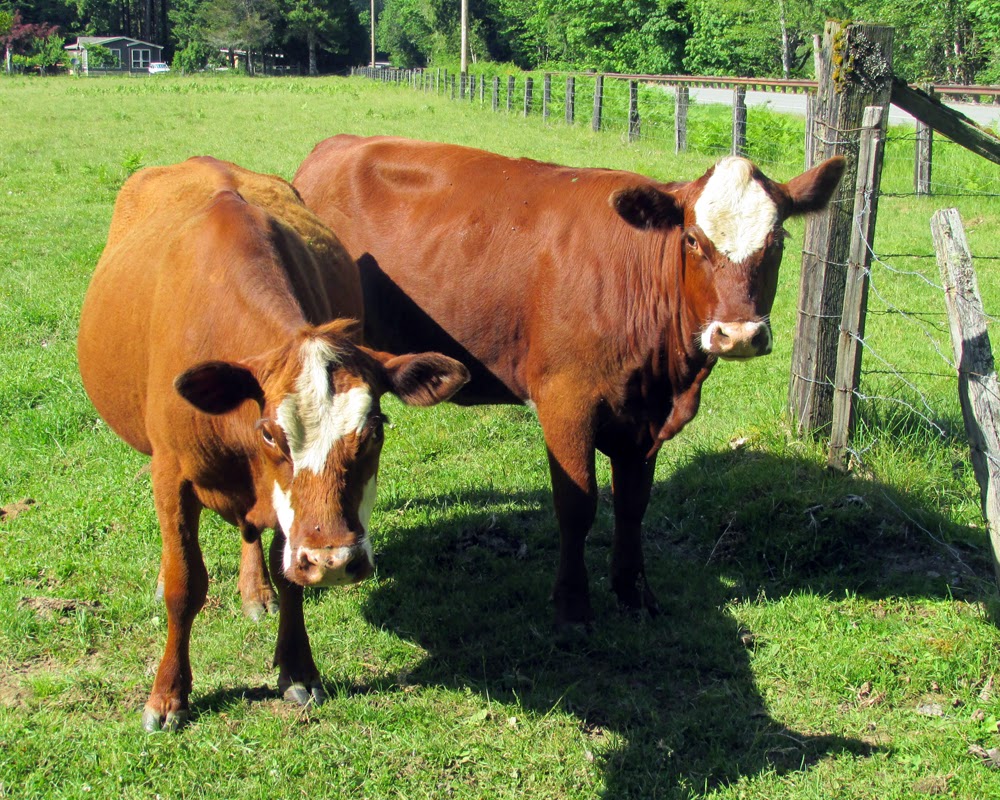 Converse in the North Cascades: Last Calf of 2014 meets First Calf of 2013