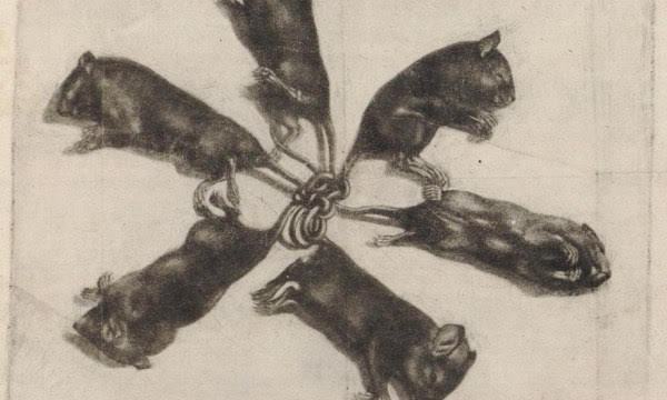 Manda Animali: il "Re dei Ratti" ?!... (Spirali di Topi ?!!).