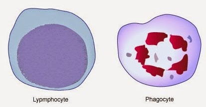 # 58 The immune system - Phagocytes | Biology Notes for A level
