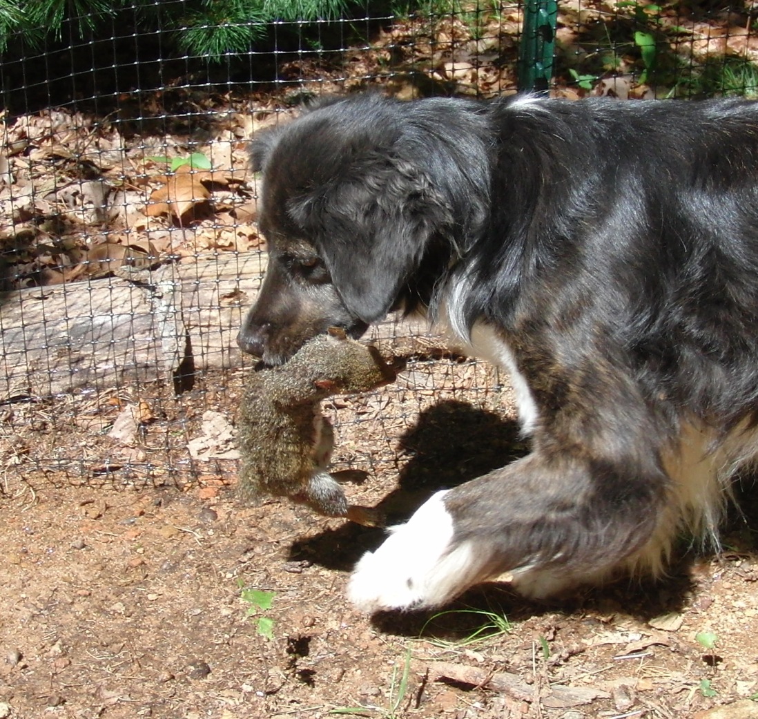 The Days of Johann, an agility dog!: I caught a squirrel!!! That's one ...