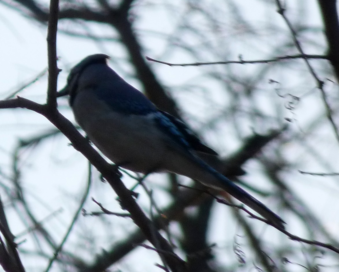 The Greenbelt: March birds