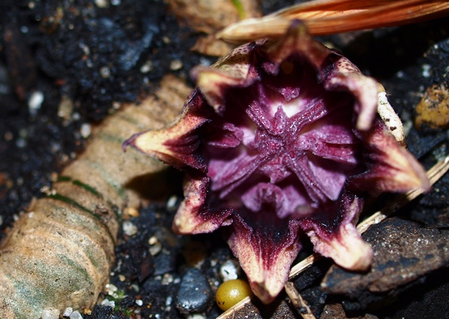 Keep the aspidistra flowering