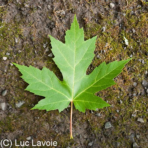 Arbres des parcs-nature et boisés de Montréal: Feuilles des érables