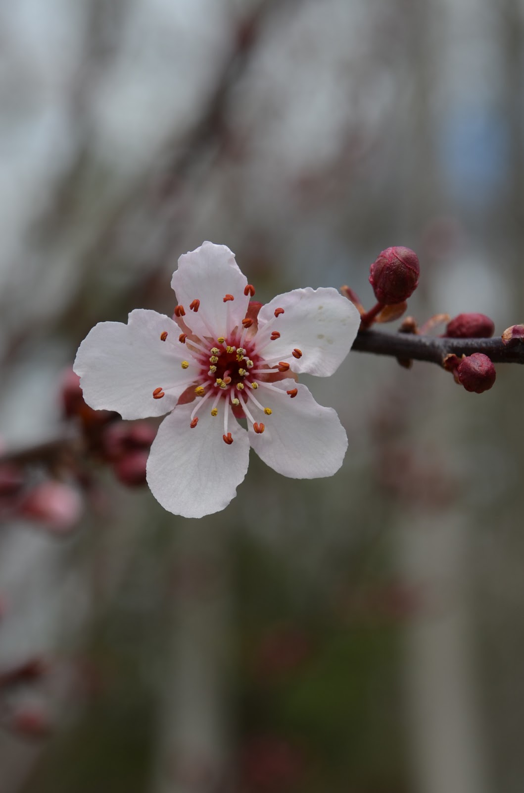 Charming the Birds from the Trees: Thunder Cloud Plum Trees...