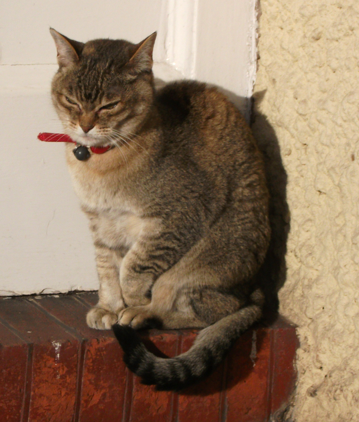 Streetmogs: Mog Shots