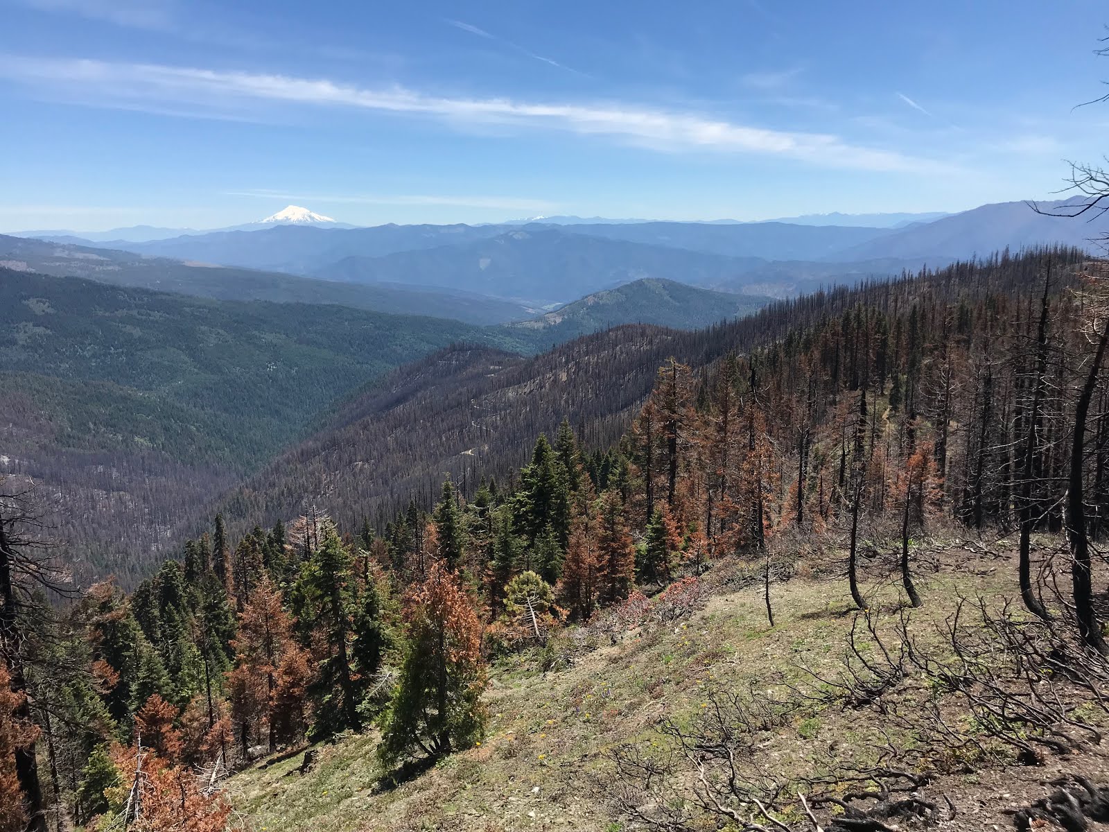 The Siskiyou Crest : The Klamath National Forest is Clearcutting the ...