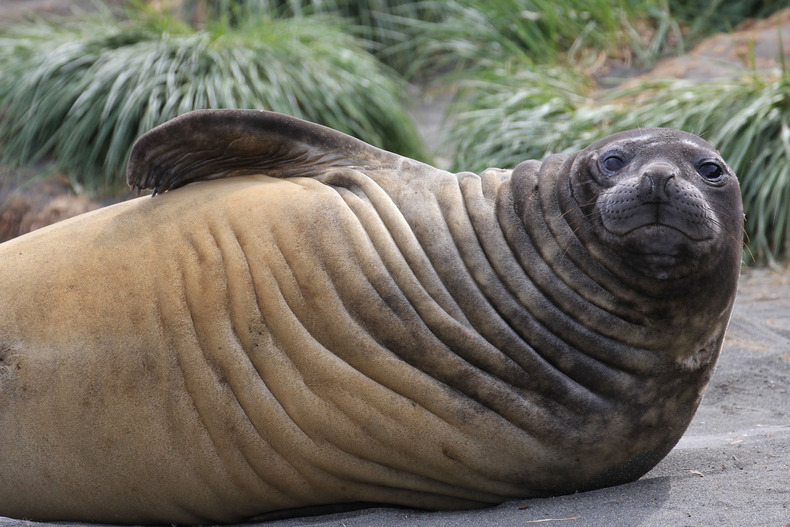 Heading South: Hippo Ears