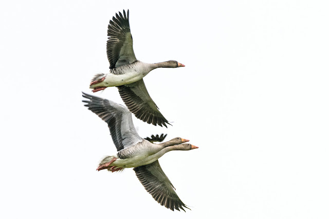 Claes`s Photo blog: high key birds inflight