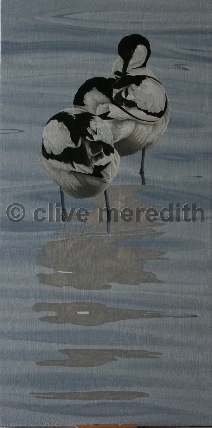 Clive Meredith Wildlife Art: Avocet oil painting progress