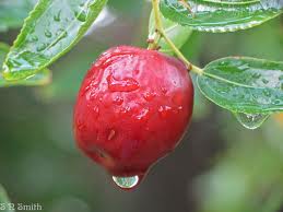 Is-Sigra taz-Zinzel | safifields-Billboard