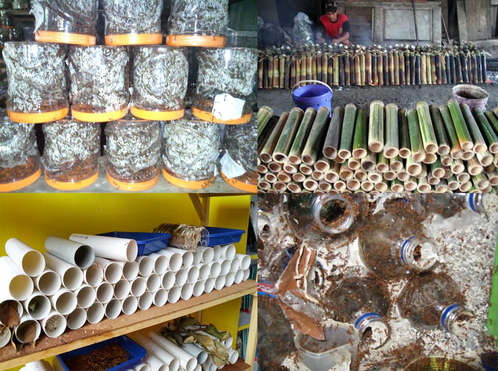 Cara mudah budidaya kroto atau larva semut | Berladang & Berternak Yuuukk??