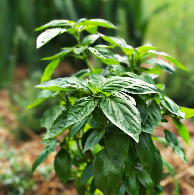 natalie creates: Our Medicinal & Culinary Herb Garden