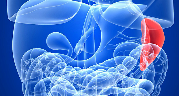 MEDICINA, SALUD Y CURIOSIDADES: EL BAZO