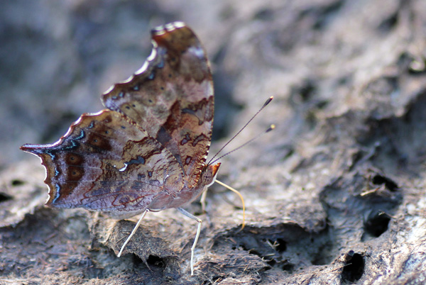 MObugs: Question Mark Butterly