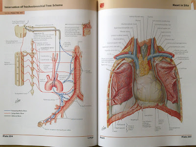 Netter atlas of human anatomy pdf archive - mirrorluli