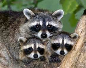 BiOjUnKiEs: Animales endémicos en México.