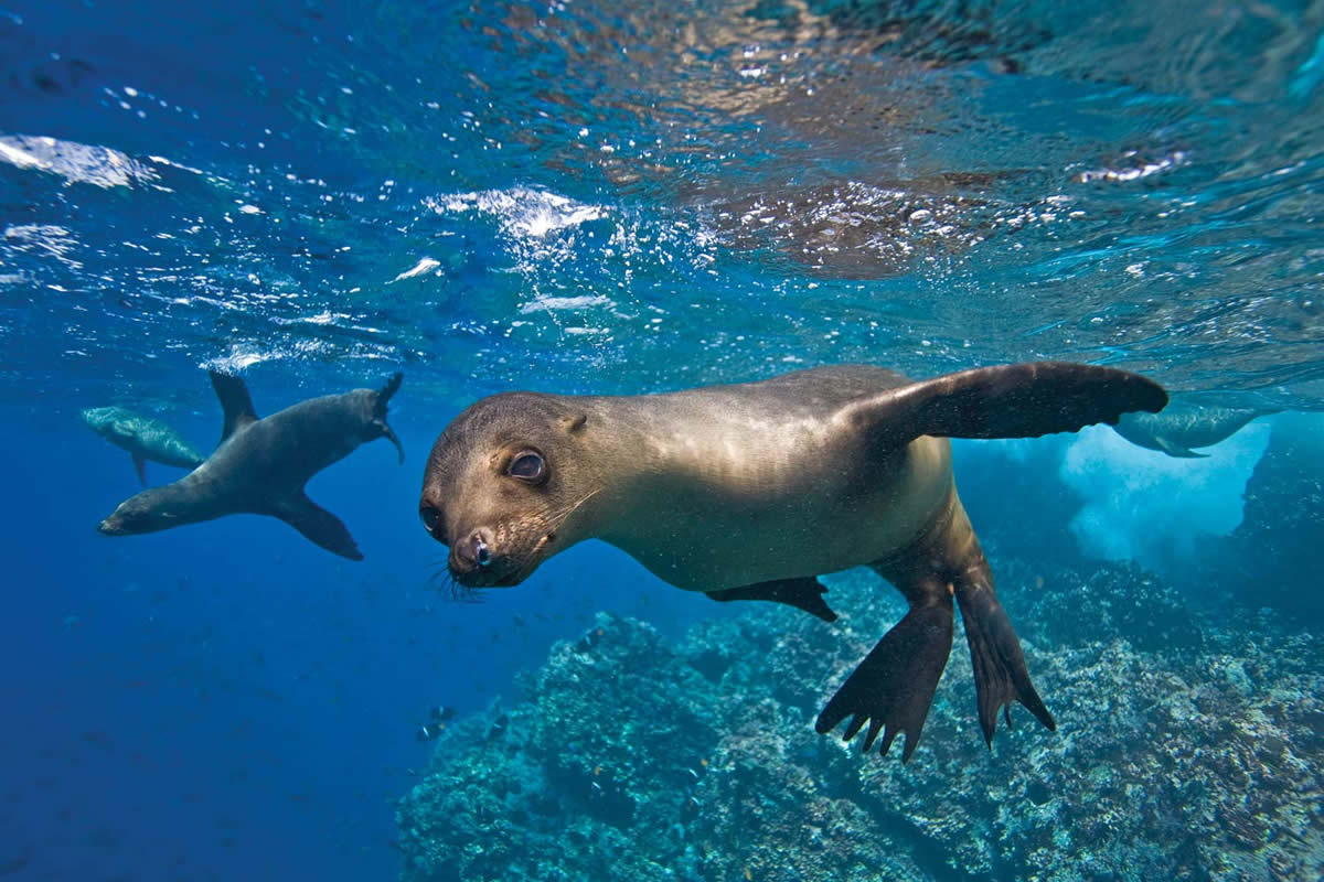 Animales de galapagos : animales de galapagos