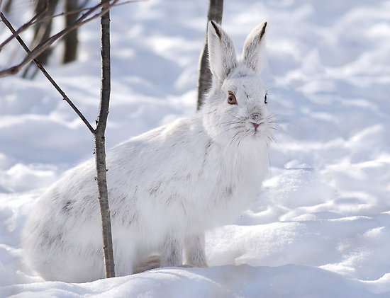 Snowshoe Hare | A Beautiful Animal | The Wildlife