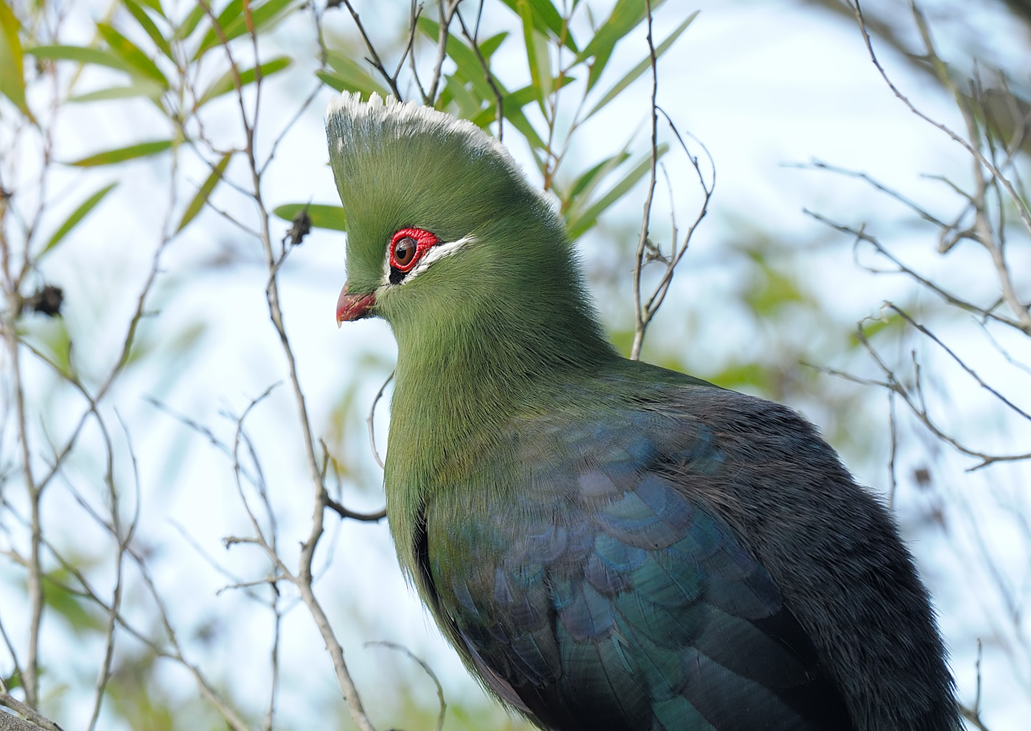 مـدونـة الـعـالـم فـي صــور ::::::: The World In Images: Turaco