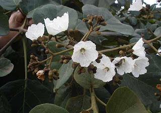 Teck d'arabie | Flore de l’île de la Réunion