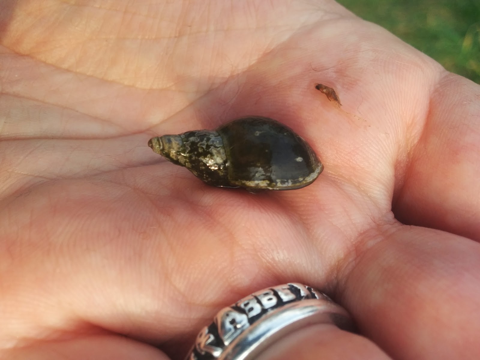 Wild Life: Giant Pond Snail