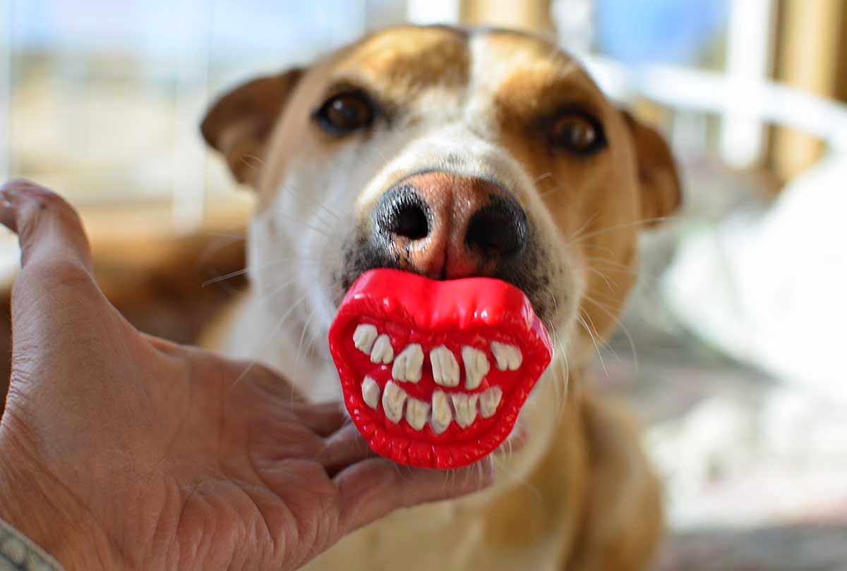 The 7MSN Ranch: Smooch gets ready for Halloween