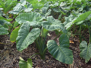 Manfaat Daun Talas (lompong) Untuk Kesehatan - Gaya Hidup