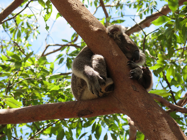 Royal Flusher Vegas: Deep Fried Koala