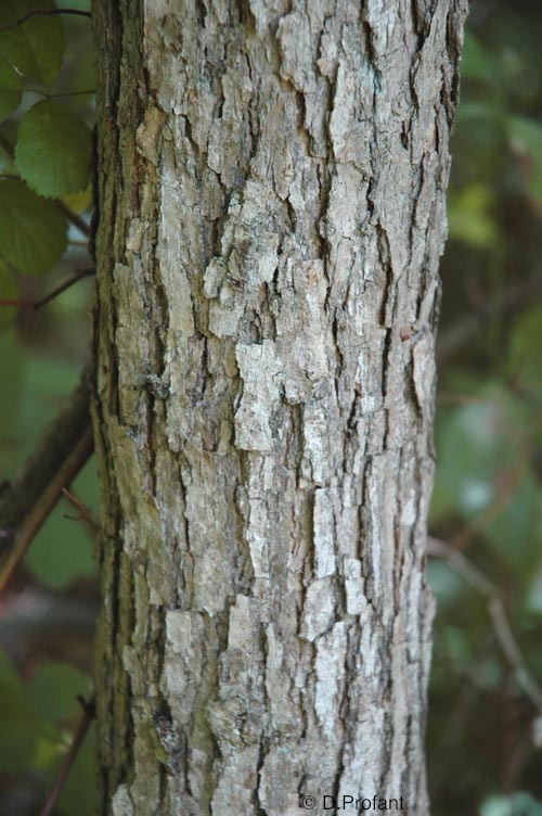 Field Biology in Southeastern Ohio: Oaks of Ohio