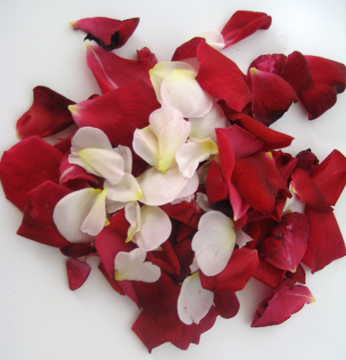 Our Beautiful World: Rose Petals