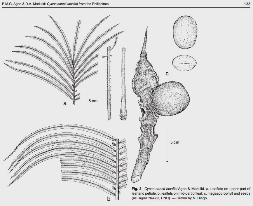 Cycas Diagram