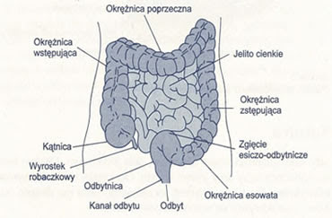 Dołącz do nas i walcz z rakiem jelita grubego!: jelito grube