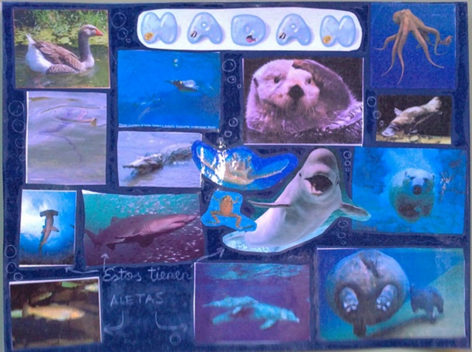 Mil recursos: LÁMINAS ANIMALES