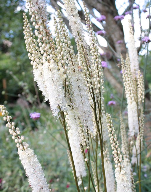 FLOWERS & PLANTS 2016