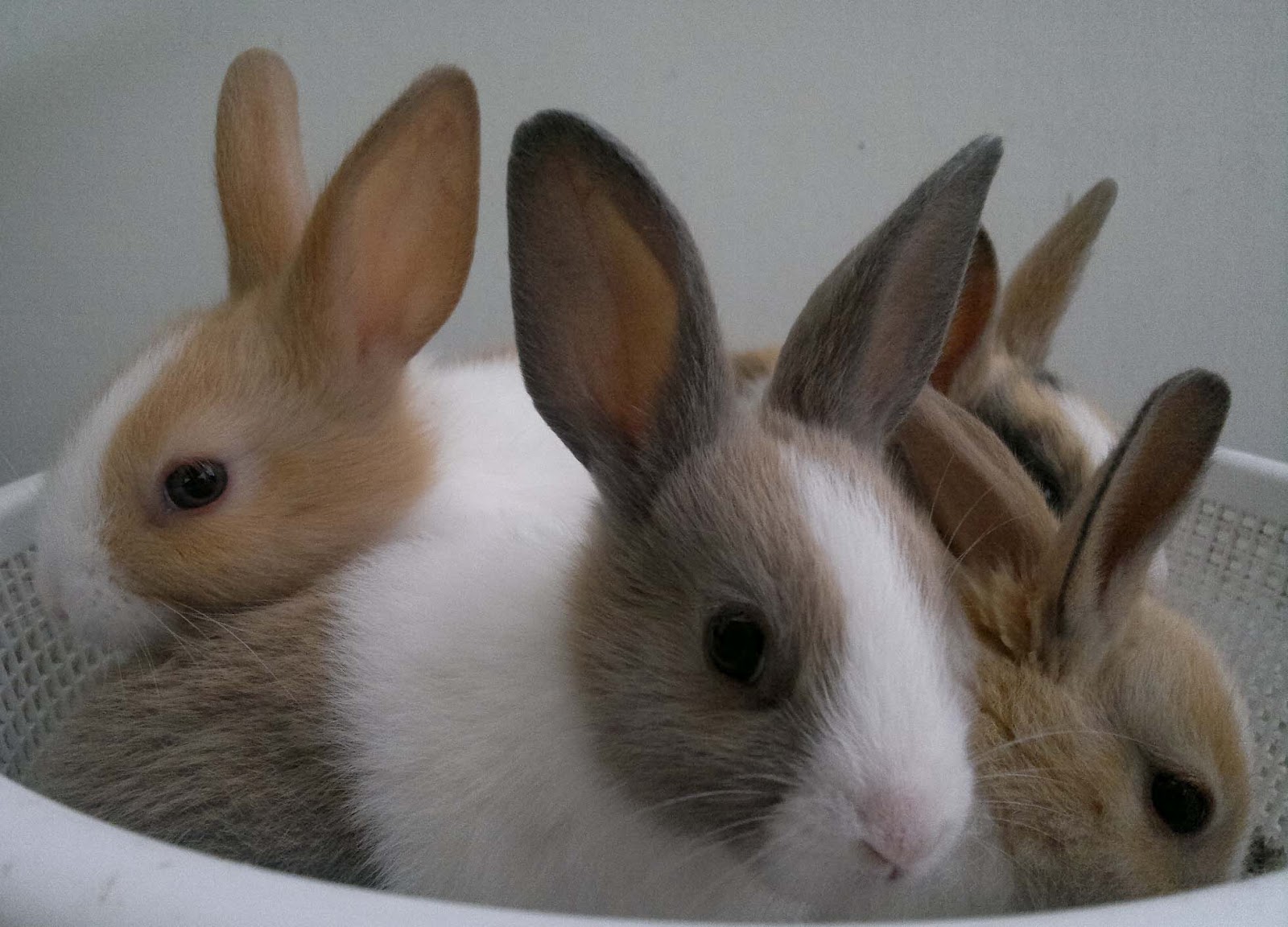 Tropical Park Rabbitry: Pesta Arnab 2012