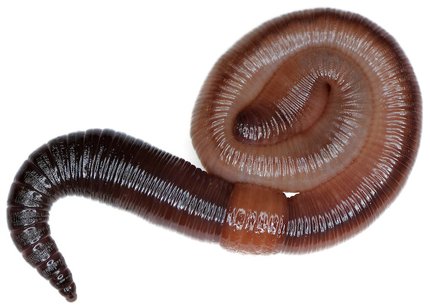 Tench Fishing Tactics and Tackle