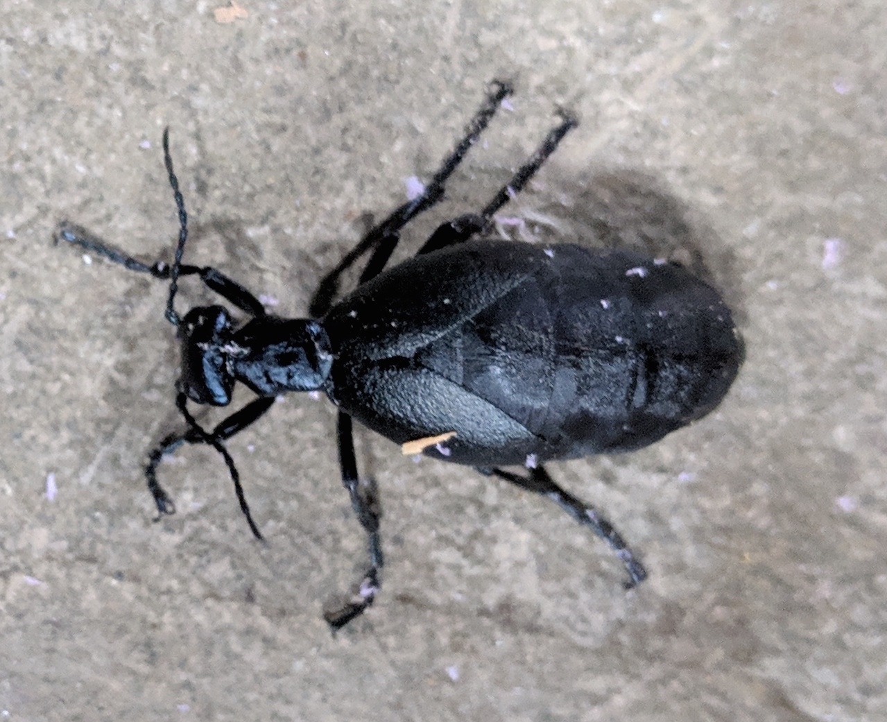 Springfield Plateau: Blister Beetle