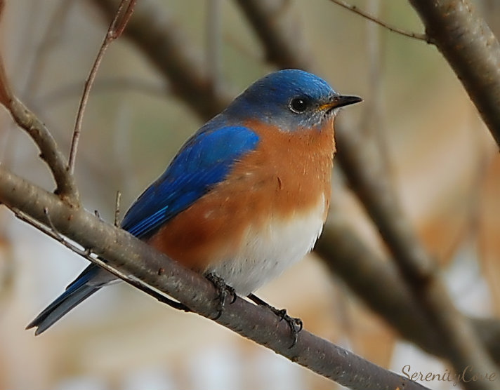 Serenity Cove: Bluebird Paradise