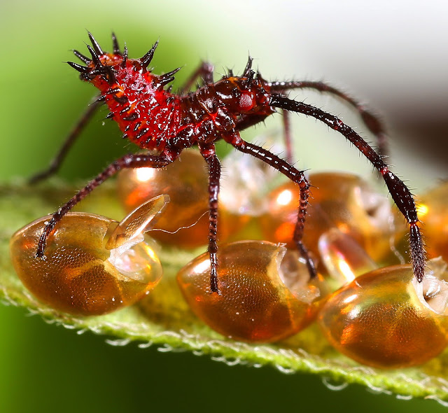 All of Nature: Spiny Assassin Bug Eggs and Babies