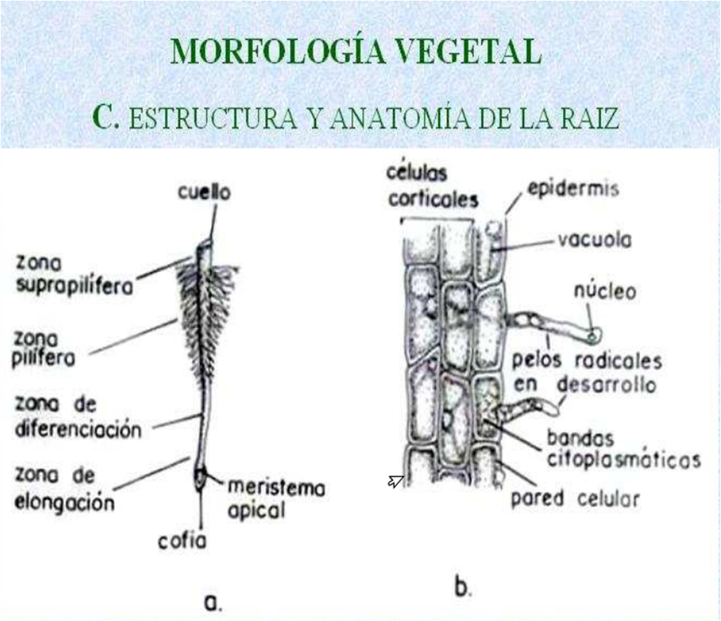 SÁBILA: CULTIVO DE SÁBILA