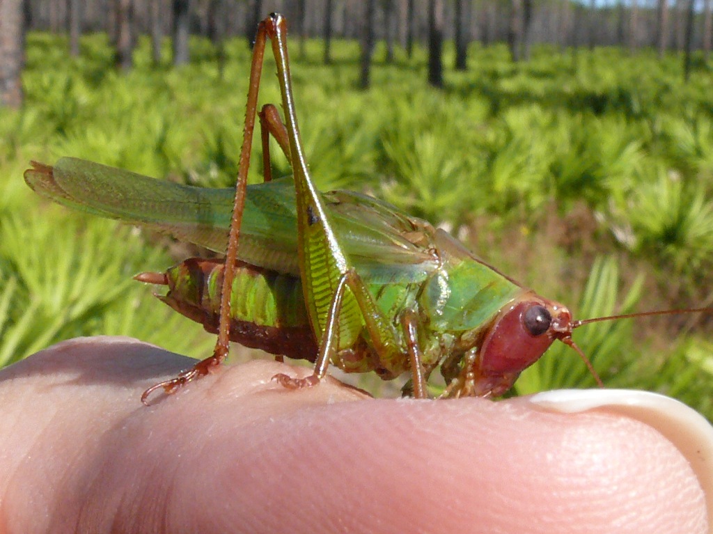 Ohio Birds and Biodiversity: Red-headed Meadow Katydid