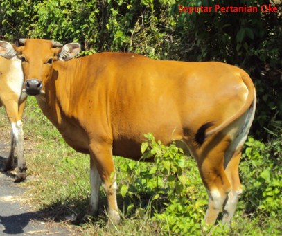 2900 Foto dan Gambar Sapi Beserta Jenis Jenisnya - REFERENSI ILMU ...