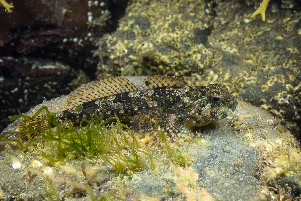 Mick's marine biology: 2013