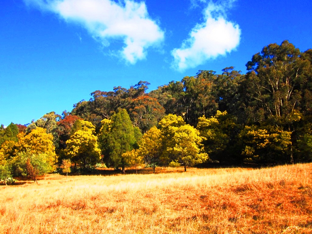 "The Drip" Mudgee: Wattle? Mimosa? Or Acacia?